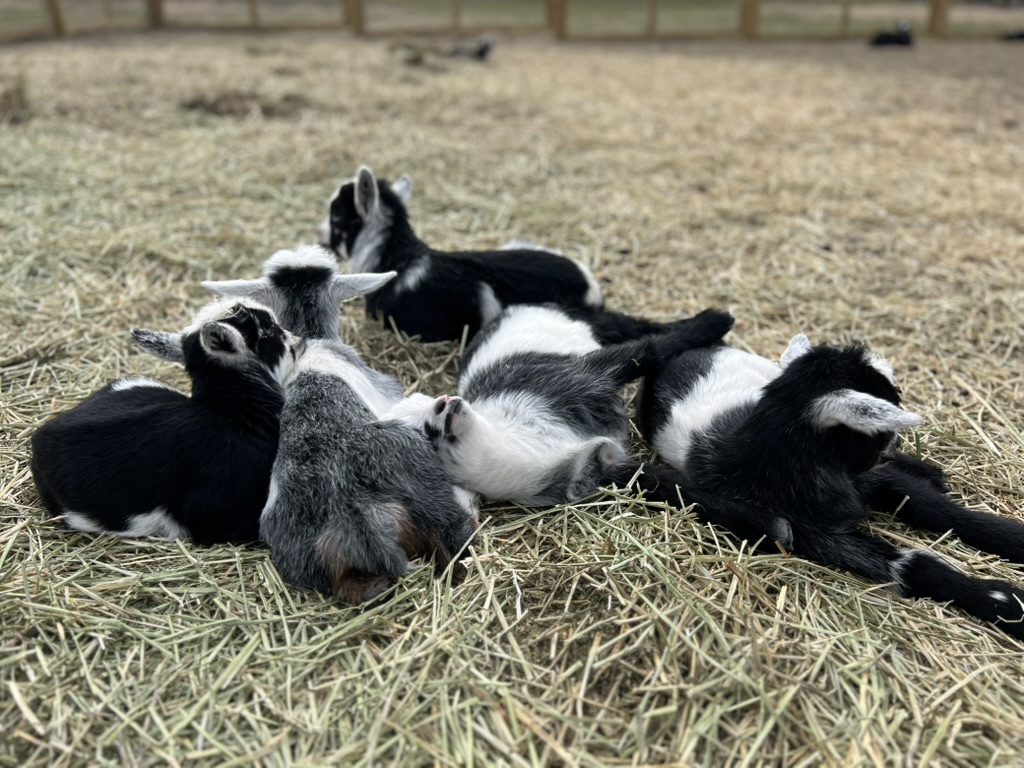 Weekend Getaway from Houston | Texas Hill Country Farm Stay | The Farm ...